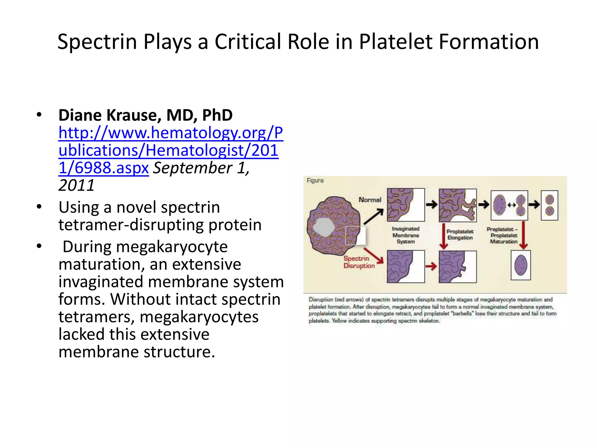 Spectrins its structure,function and role in animal cells | PPTX