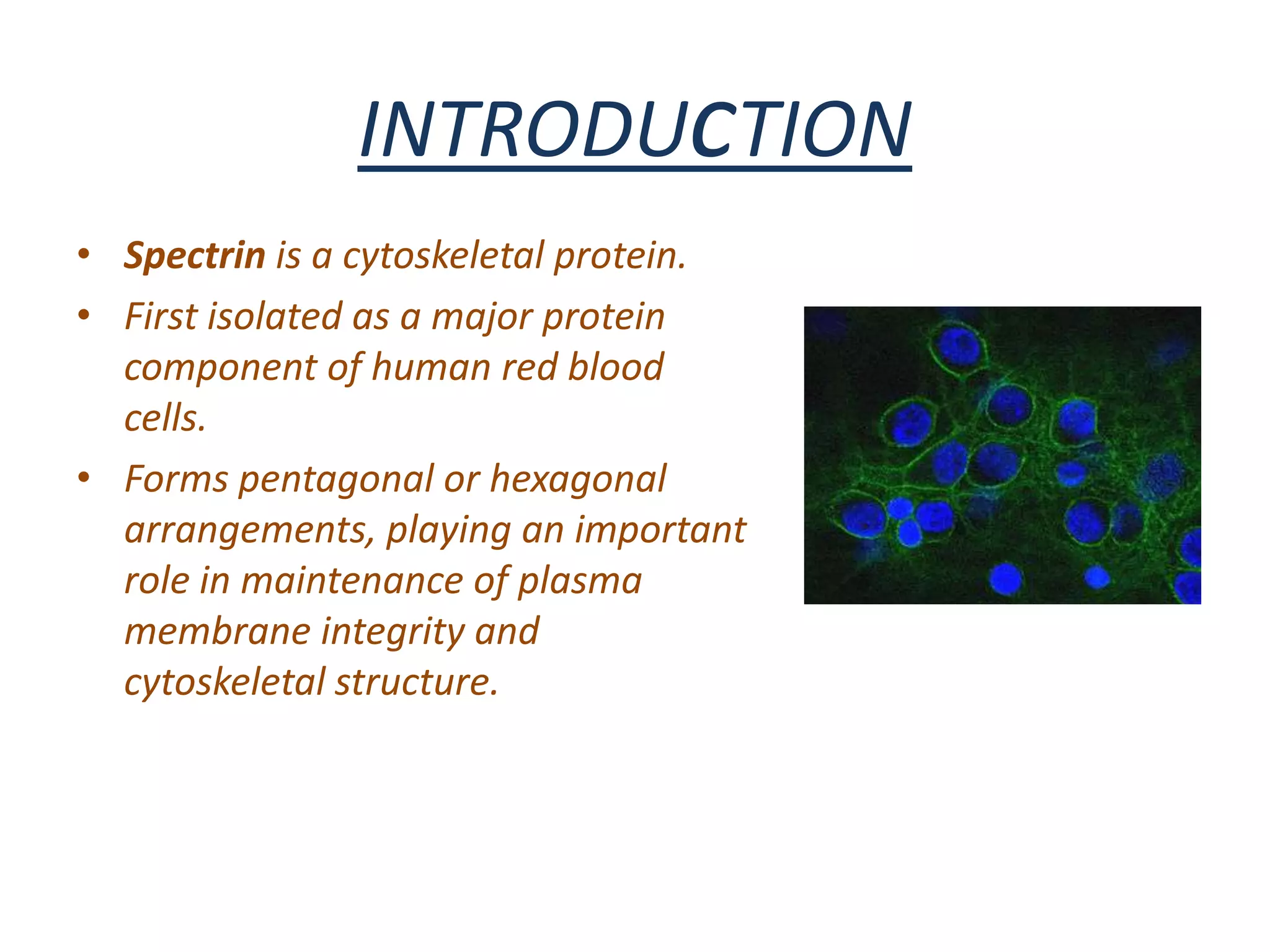 Spectrins its structure,function and role in animal cells | PPTX