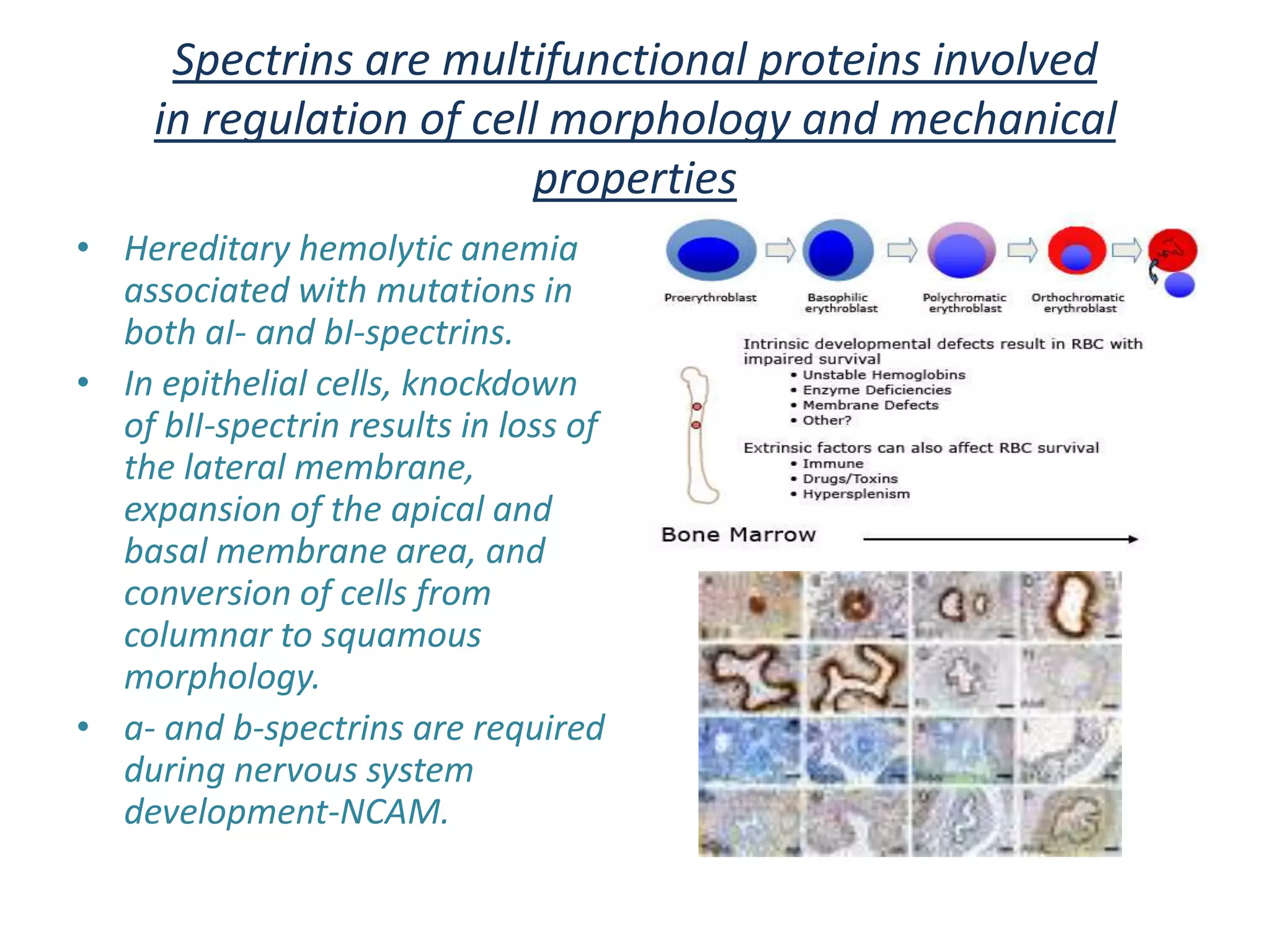 Spectrins its structure,function and role in animal cells | PPTX