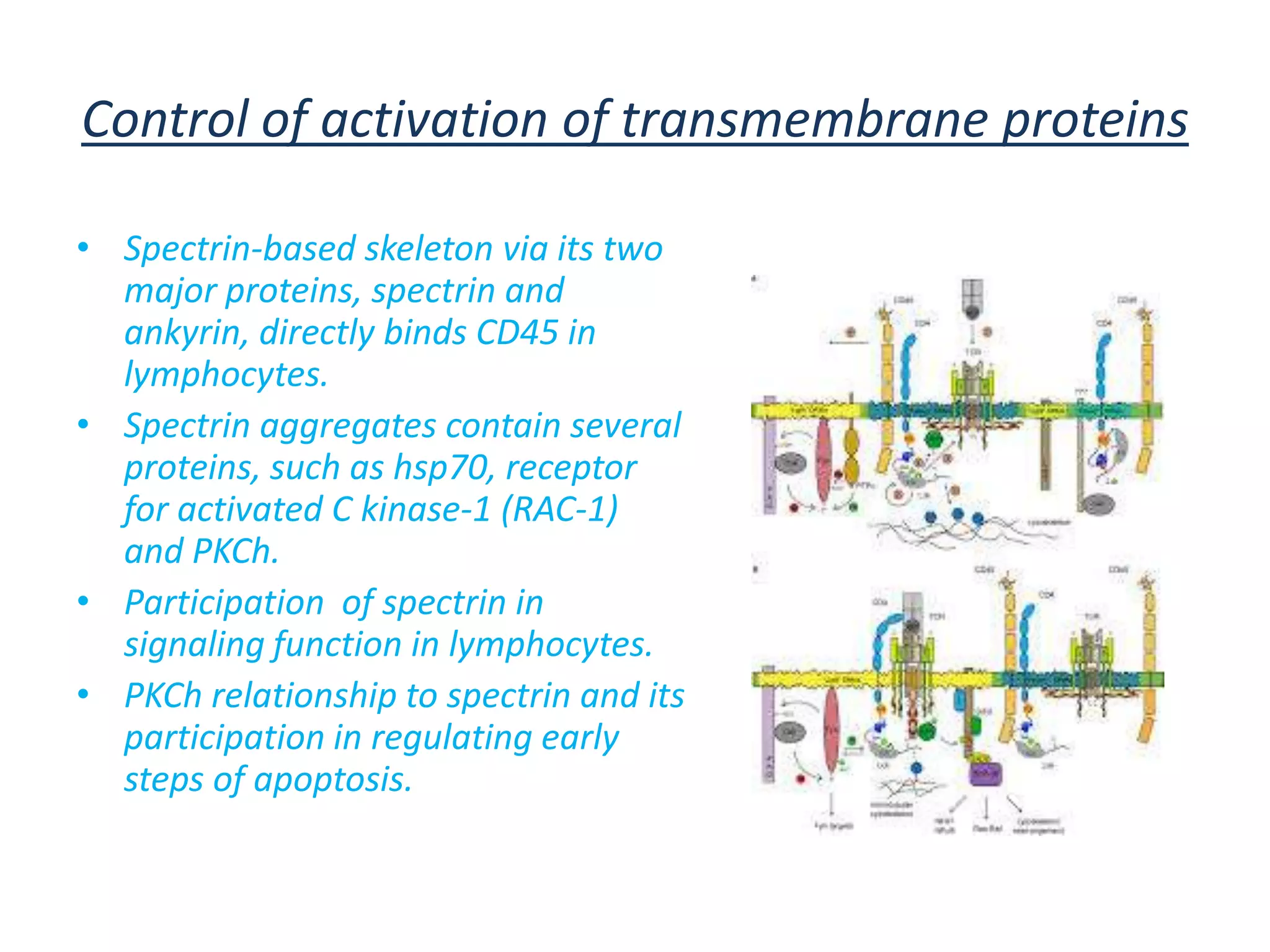 Spectrins its structure,function and role in animal cells | PPTX