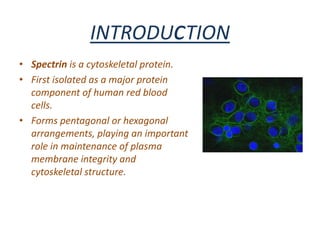 Spectrins its structure,function and role in animal cells | PPTX