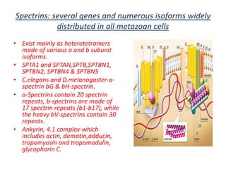 Spectrins its structure,function and role in animal cells | PPTX
