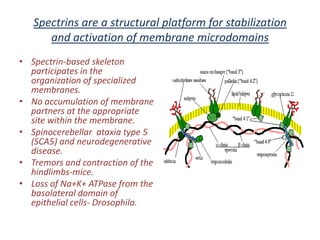 Spectrins its structure,function and role in animal cells | PPTX