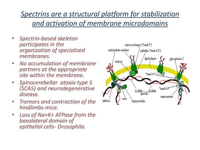 Spectrins its structure,function and role in animal cells | PPT