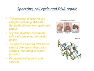 Spectrins its structure,function and role in animal cells | PPTX