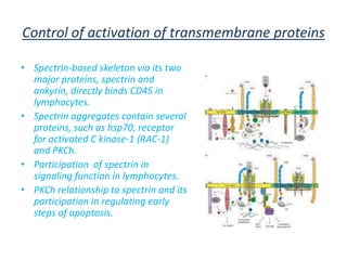 Spectrins its structure,function and role in animal cells | PPTX