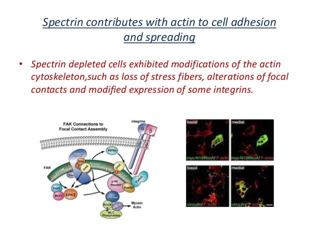 Spectrins its structure,function and role in animal cells