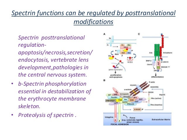 Spectrins its structure,function and role in animal cells