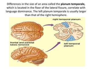 The physiology of SPEECH and aphasia.pptx