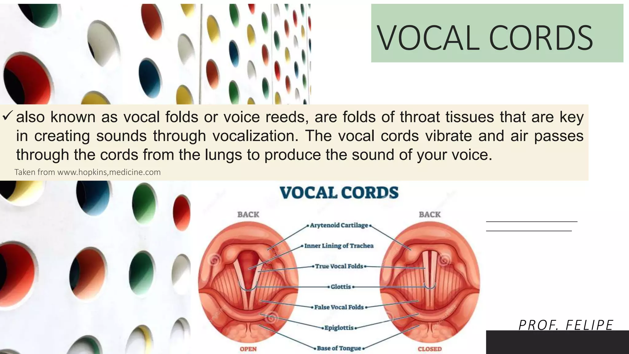 SPEECH-MECHANISM.ppt