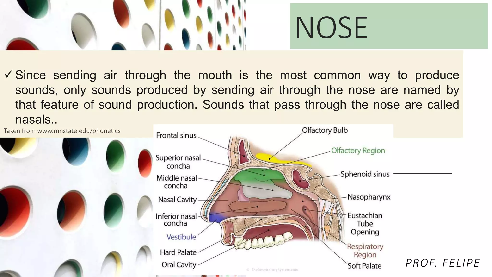 SPEECH-MECHANISM.ppt