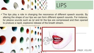 SPEECH-MECHANISM.ppt