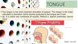 SPEECH-MECHANISM.ppt
