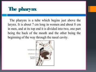 Speech organs | PPTX