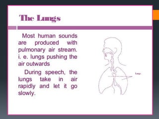 Speech organs | PPTX