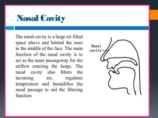 Speech organs | PPTX