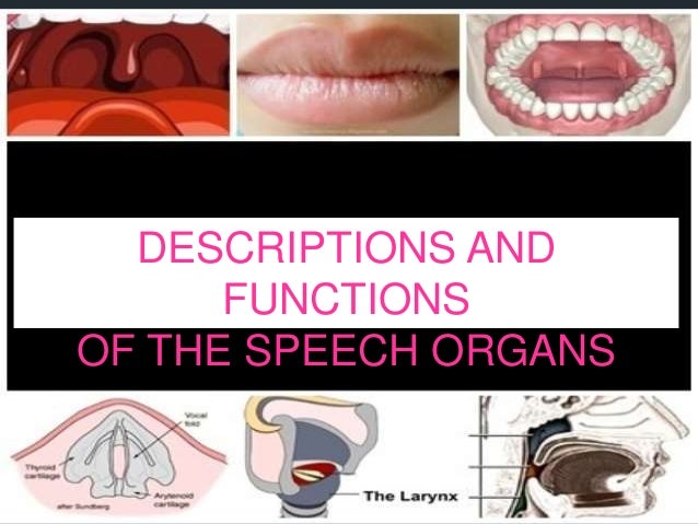 Speech organs
