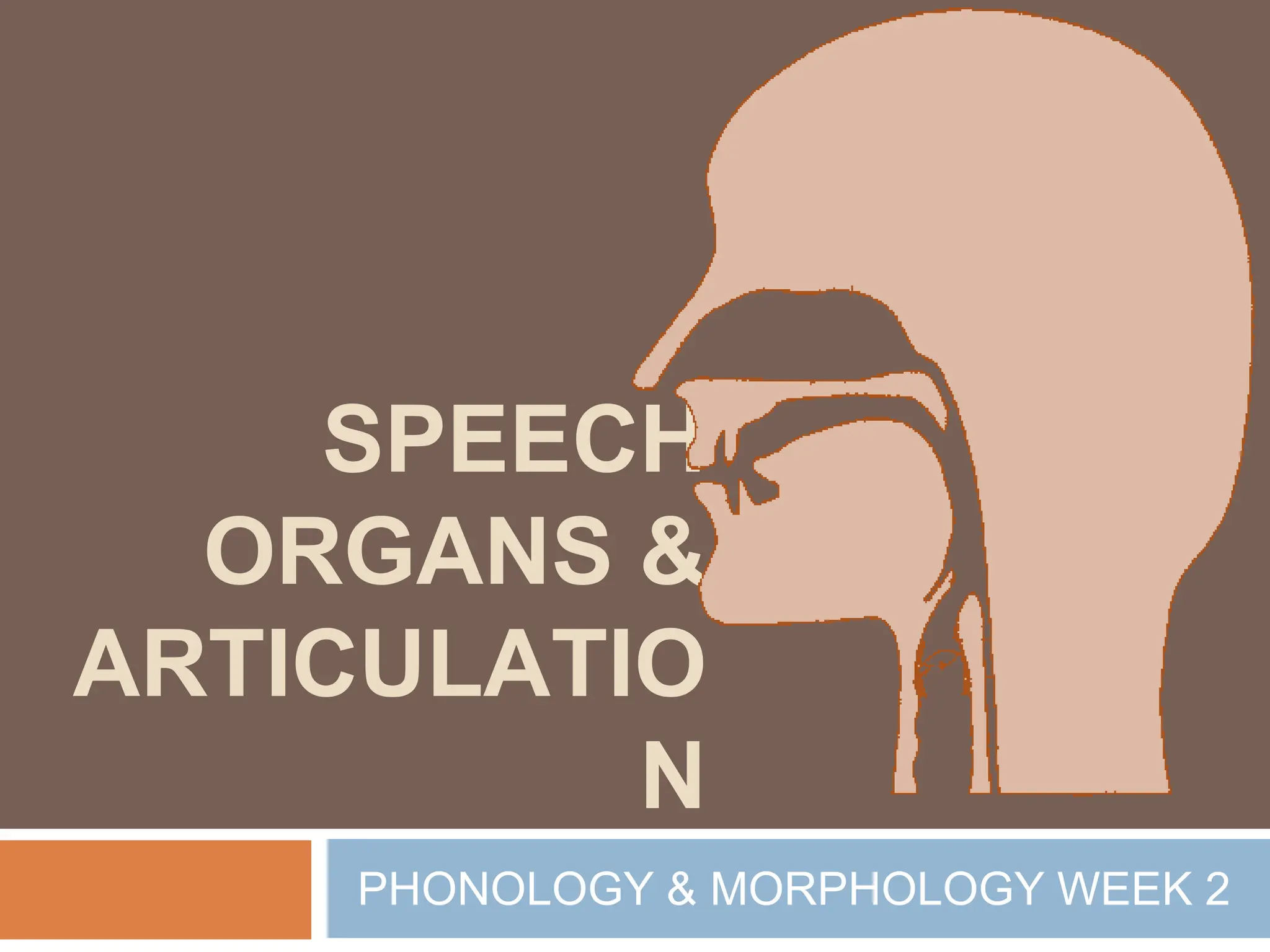 speech-organs speech-organs speech-organs speech-organs speech-organs ...