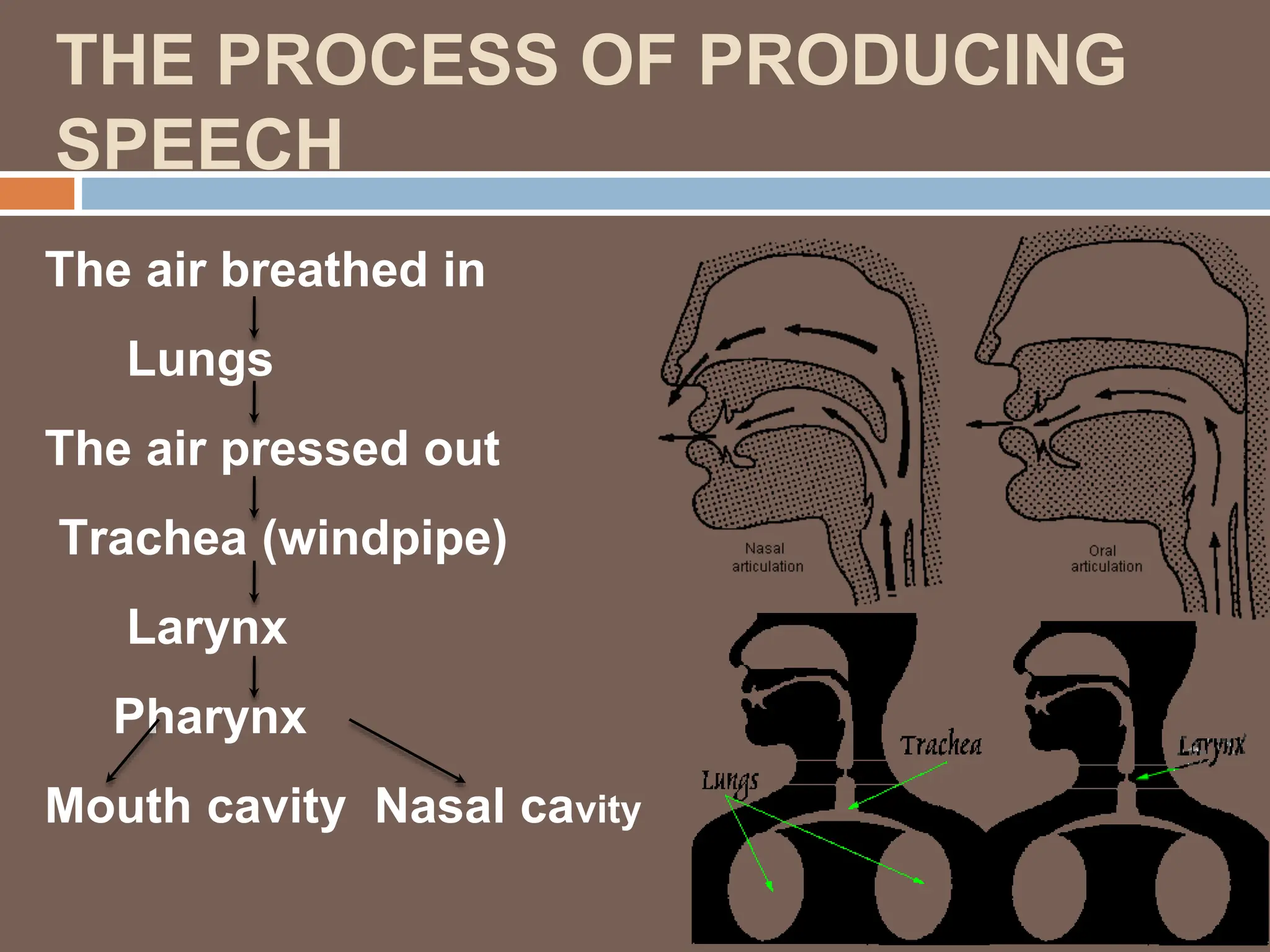 speech-organs speech-organs speech-organs speech-organs speech-organs ...