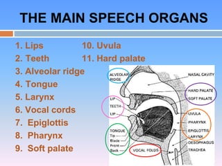 speech-organs speech-organs speech-organs speech-organs speech-organs ...
