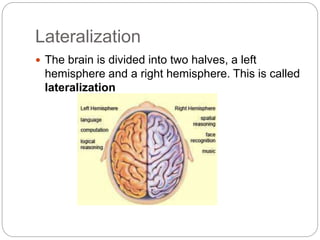 Speech and the Brain | PPTX
