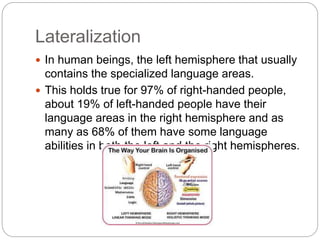 Speech and the Brain | PPTX