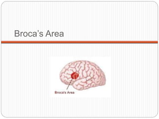 Speech and the Brain | PPTX