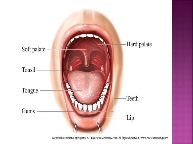Speech defects and speech | PPTX | Ear, Nose and Throat Conditions | Diseases and Conditions