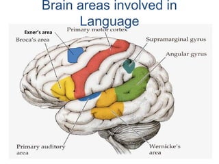 Speech disorder . | PPT