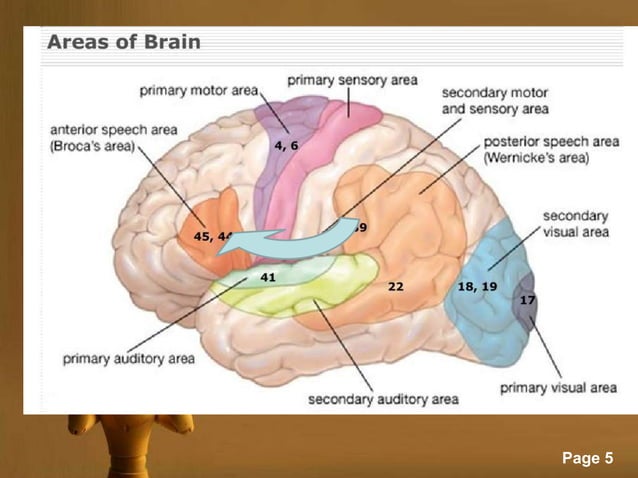 Speech Disorders speech-disorders