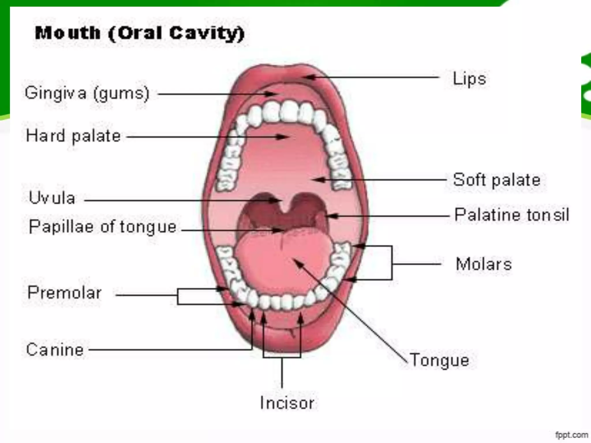 Speech mechanism | PPTX