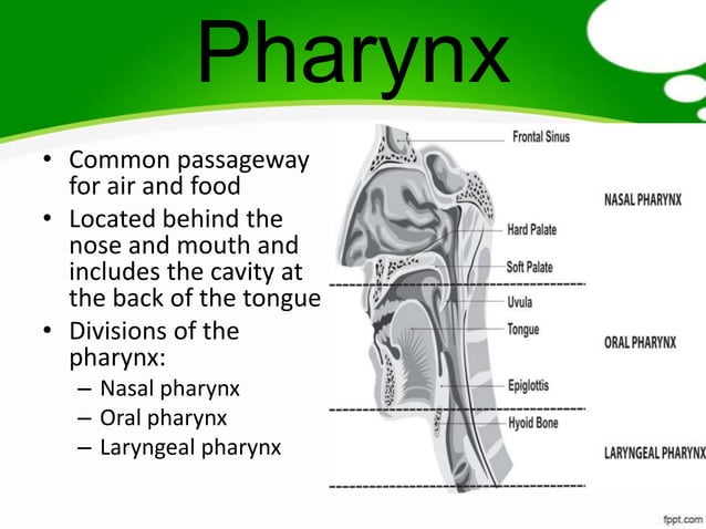 Speech mechanism | PPTX | Ear, Nose and Throat Conditions | Diseases ...