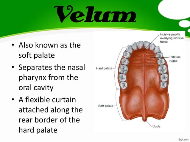 Speech mechanism | PPT