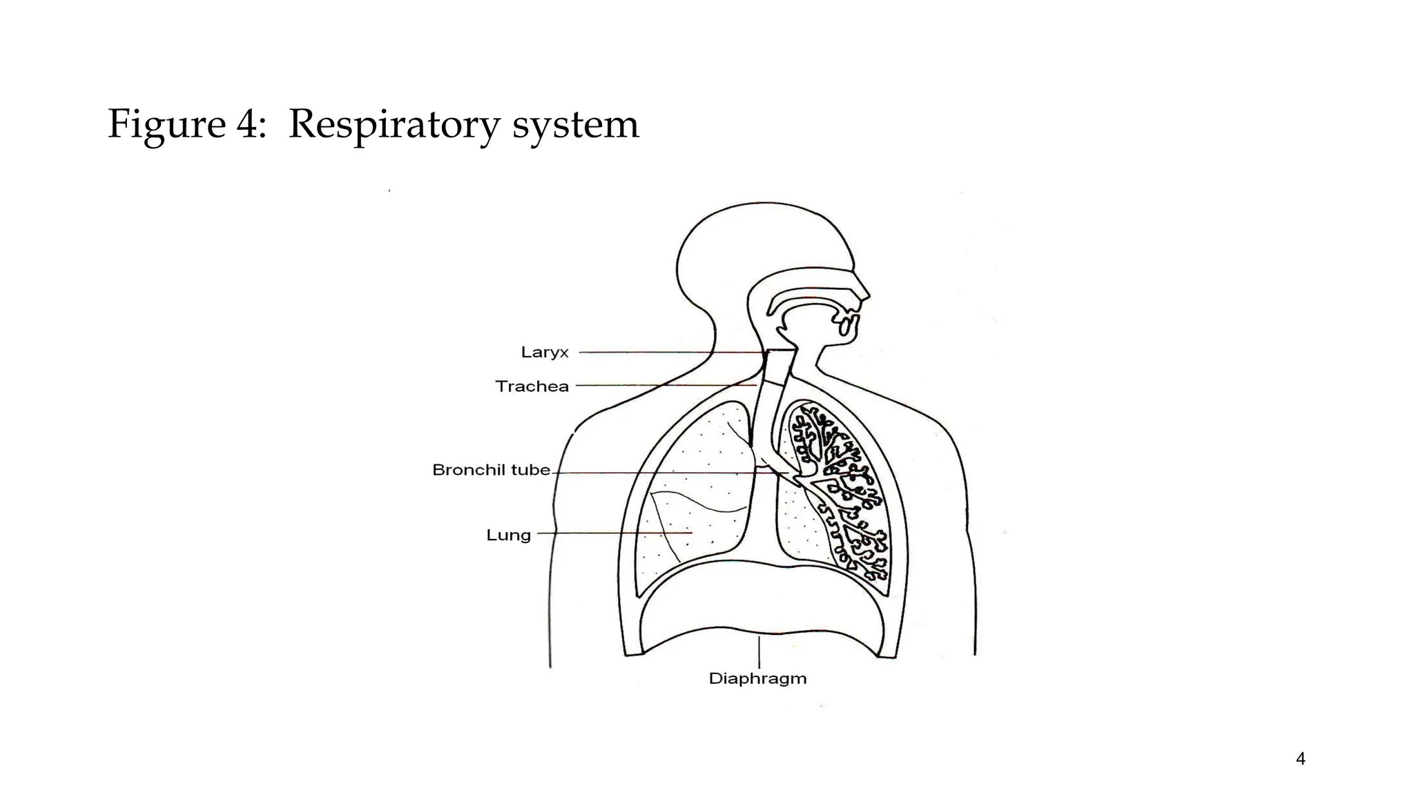 SPEECH_MECHANISM_AND_PRODUCTION AYJ MUMBAI | PPTX | Lung and ...