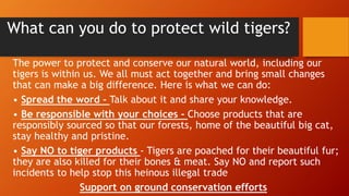 Speech on tiger day | PPTX
