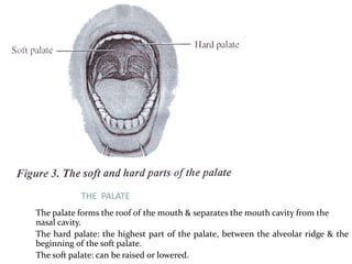 Speech organ1 | PPTX