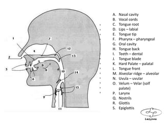 Speech organs | PPT