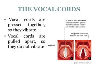 Speech organ1 | PPTX