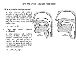 Speech organ1 | PPT | Free Download