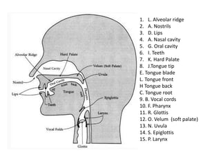 Speech organ1 | PPTX