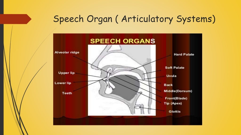 Speech organ and manner of articulation