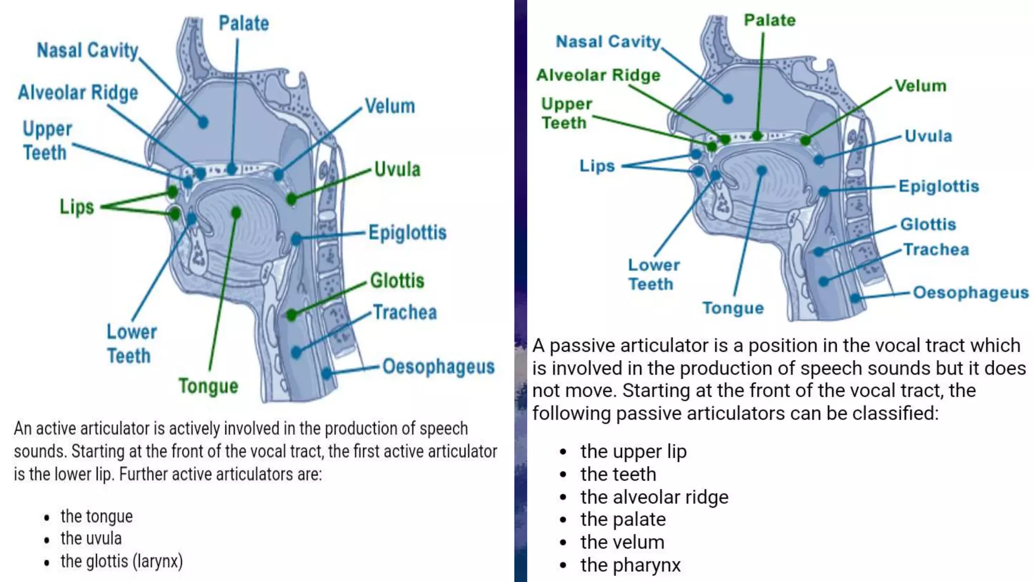 Speech Mechanism | PPTX