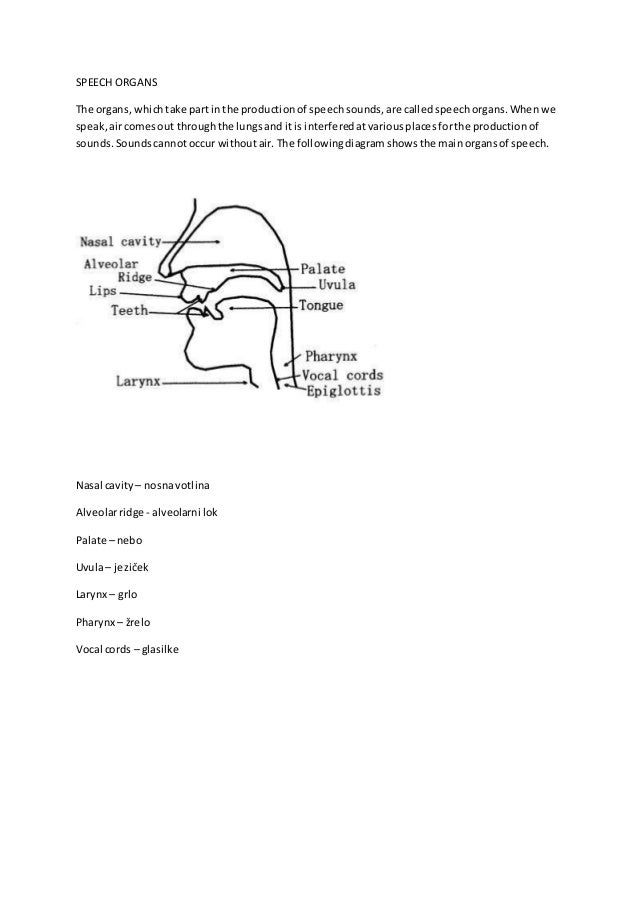 Speech organs