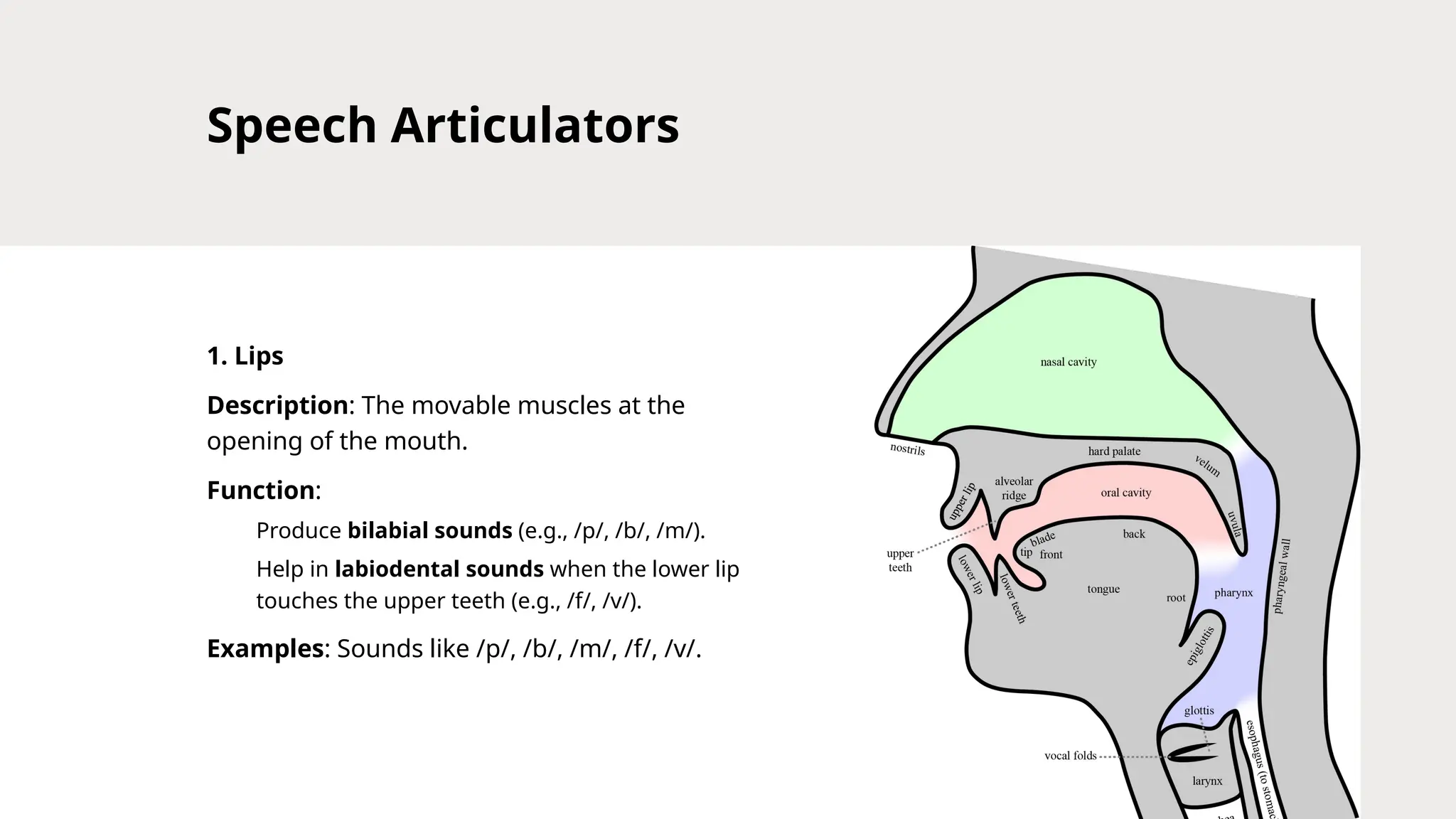 speech organs :Understanding the Mechanisms of Human Speech Production ...