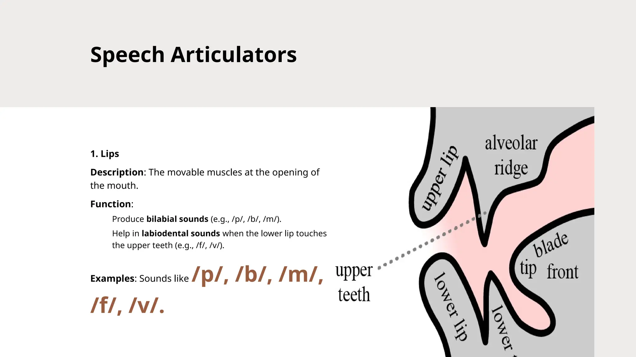 speech organs :Understanding the Mechanisms of Human Speech Production ...