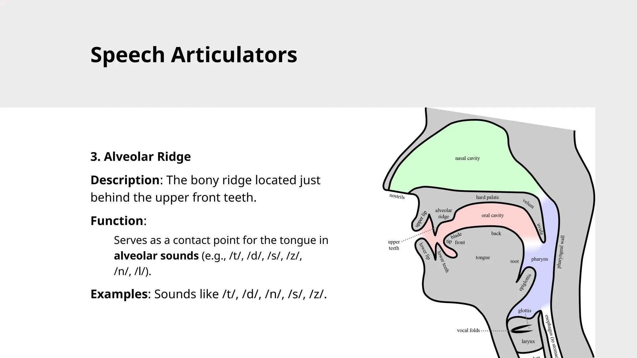 speech organs :Understanding the Mechanisms of Human Speech Production ...