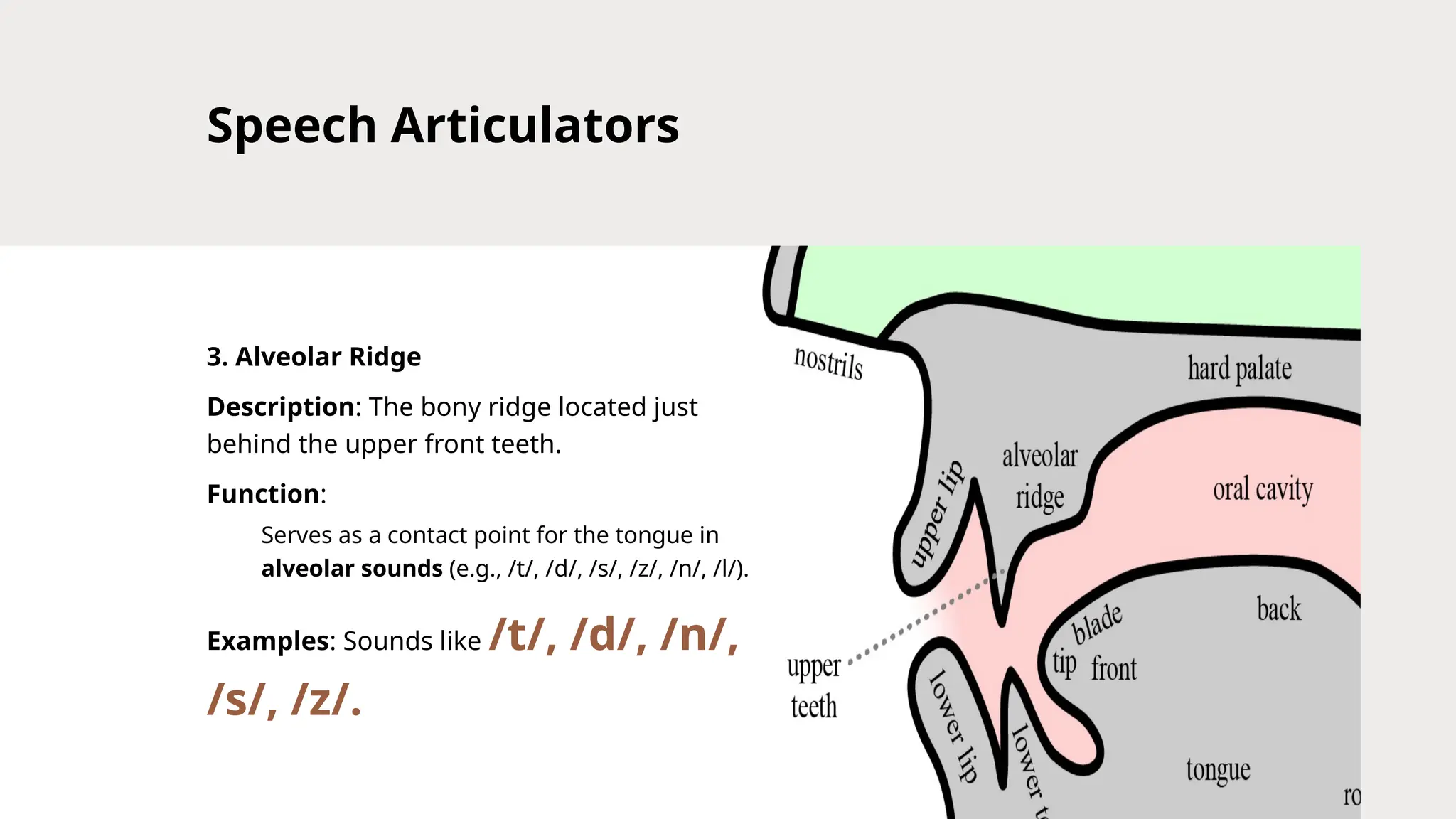speech organs :Understanding the Mechanisms of Human Speech Production ...