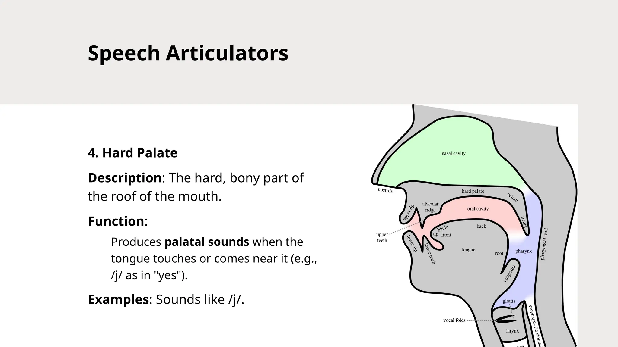 speech organs :Understanding the Mechanisms of Human Speech Production ...