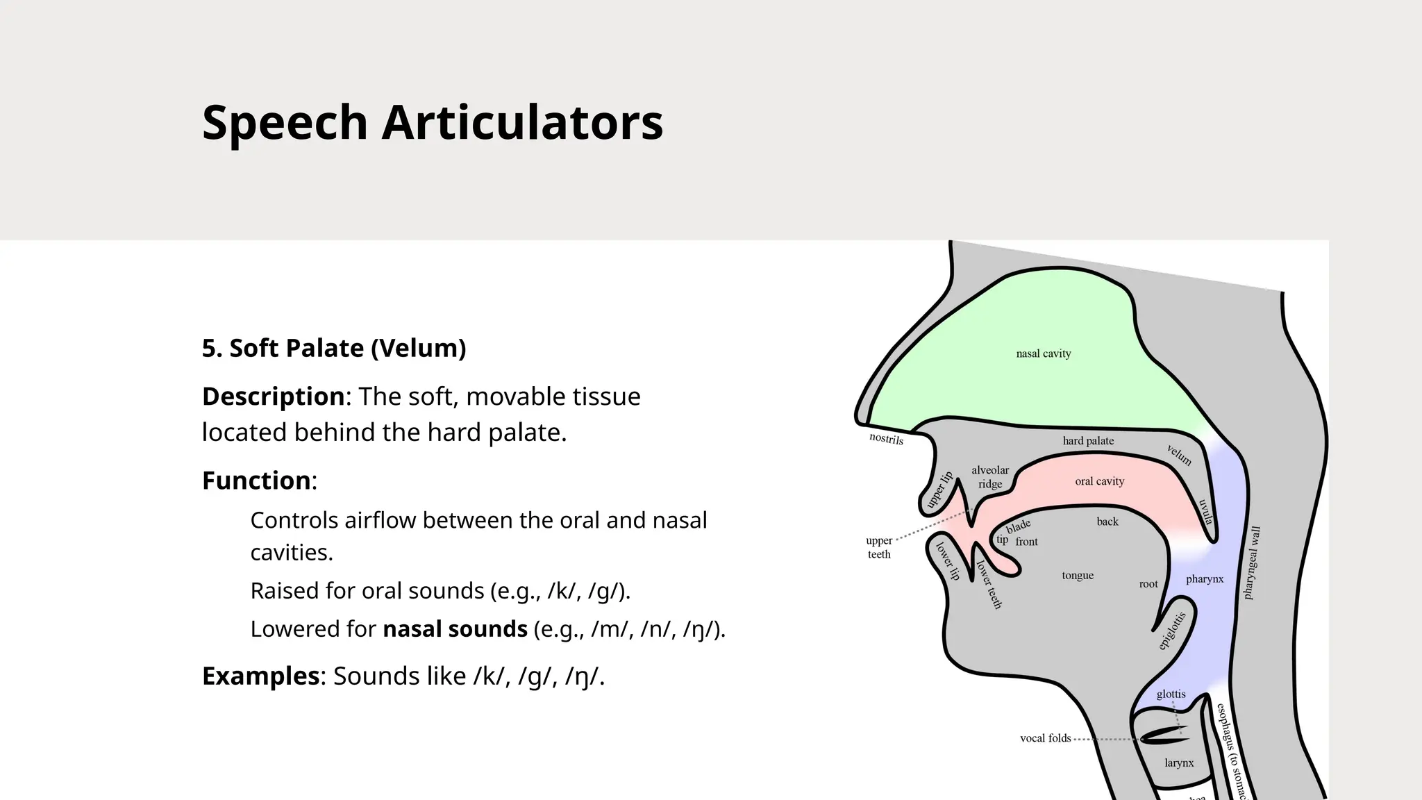 speech organs :Understanding the Mechanisms of Human Speech Production ...