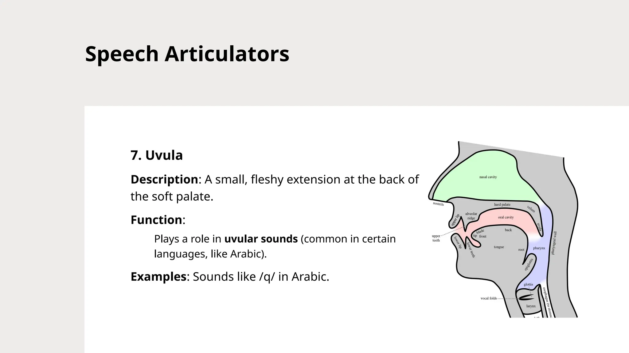 speech organs :Understanding the Mechanisms of Human Speech Production ...